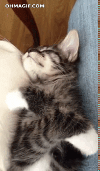 Cat Lights GIFs - Find & Share on GIPHY