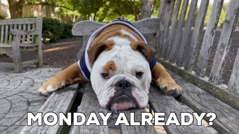 Happy Monday Dog Meme