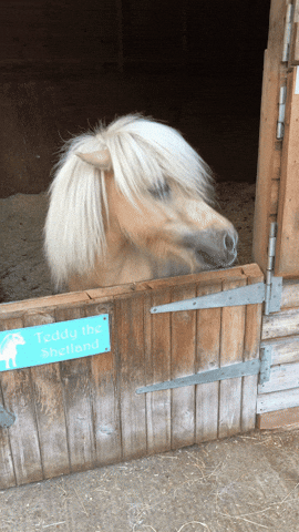 Shetland-pony-omg GIFs - Get the best GIF on GIPHY