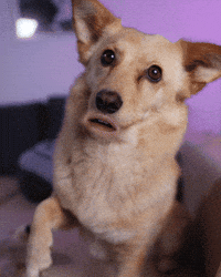 Gif Puppy Ar Bís New Puppy GIFs | Tenor