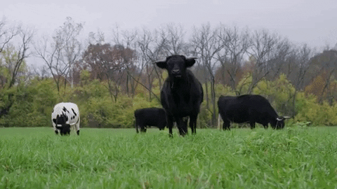 Cow Field GIF by Mercy For Animals - Find & Share on GIPHY