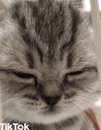 Squinting Cat Gif
