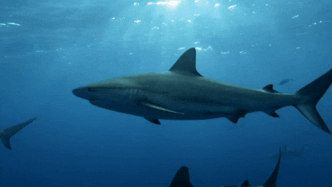 Discovery Sharks GIF by Shark Week - Find & Share on GIPHY