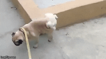 Walking On Front Paws GIFs - Get the best GIF on GIPHY
