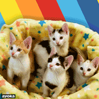 Playfull Cats GIFs - Get the best GIF on GIPHY