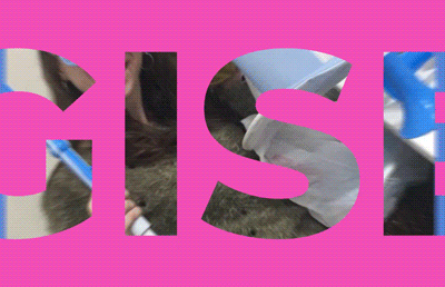Gise GIF by PSF - Find & Share on GIPHY