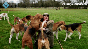 Dog Hunt GIFs - Find & Share on GIPHY