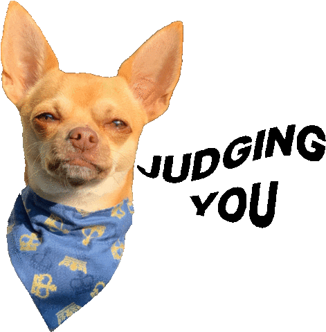 Dog Judging You Sticker for iOS & Android | GIPHY