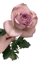 Rose Sticker by Viproses for iOS & Android | GIPHY