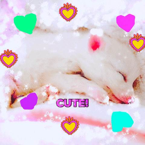 Adorable GIFs - Get the best GIF on GIPHY