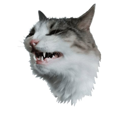 Hissing Cat Gif