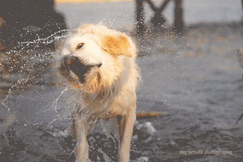 Dog Breath Photography GIFs on GIPHY - Be Animated