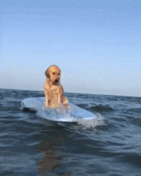 Surfing Animated Gif