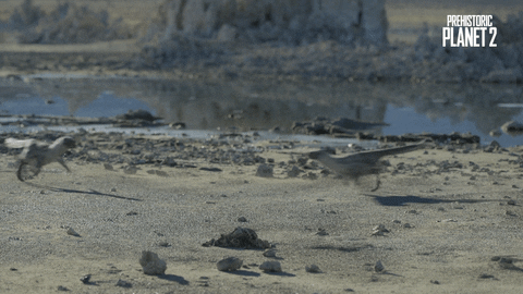 Prehistoric-planet-2 GIFs - Get the best GIF on GIPHY