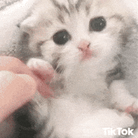 Worried Cat Gif