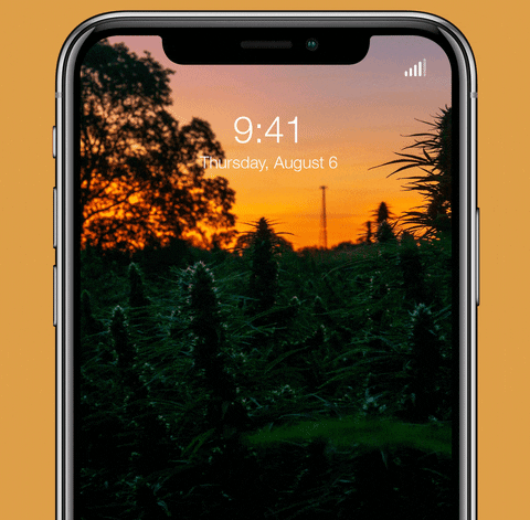 Cannabis Cbd GIF by Cornbread Hemp - Find & Share on GIPHY