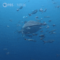 Ocean Animals Animated Gif