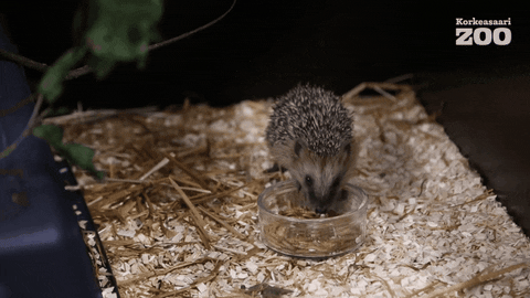 Wildlife Hospital GIFs on GIPHY - Be Animated