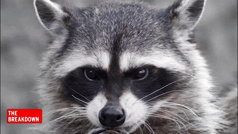 Sneaky Raccoon GIFs - Get the best GIF on GIPHY