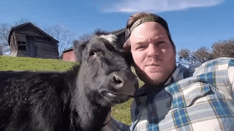 Barn-animal GIFs - Get the best GIF on GIPHY