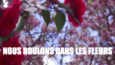 Cherry-trees-have-magnificent-blossoms GIFs - Get the best GIF on GIPHY