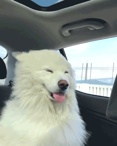 The Sheepdogs GIFs - Get the best GIF on GIPHY