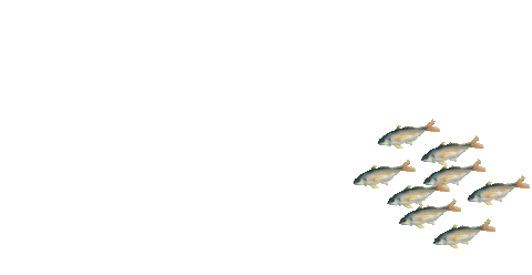 Animated School Of Fish Gif