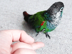 Bird gifs - Find & Share on GIPHY