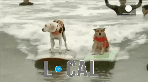 Surfingdogs GIFs - Get the best GIF on GIPHY