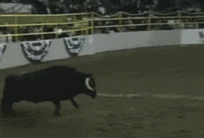 Rodeo GIFs - Find & Share on GIPHY