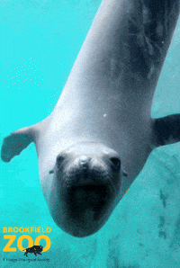 Sea Lion Gif