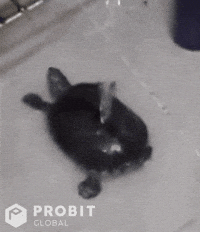 Excited Turtle Gif