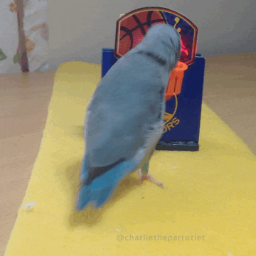 Basketball GIF - Find & Share on GIPHY