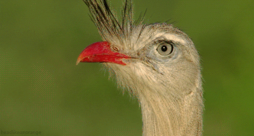 Red-legged-seriema GIFs - Get the best GIF on GIPHY