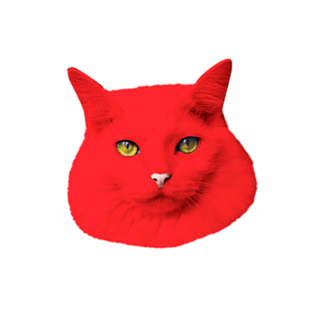 Cat Yes Sticker by Piece Of Cake for iOS & Android | GIPHY