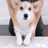 Corgi Puppies Running Gif