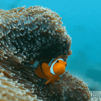 Animated Fish Swimming Gif