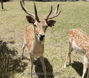 Cute Deer GIFs - Find & Share on GIPHY