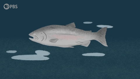 Marine Life Ice GIF by PBS Digital Studios - Find & Share on GIPHY