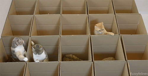 New trending GIF tagged cats cats in boxes… | Trending Gifs
