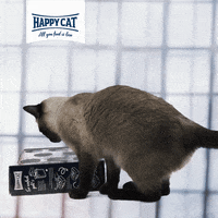 Dubstep Cat Gif