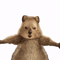 Joey GIF by HBF Quokkas - Find & Share on GIPHY