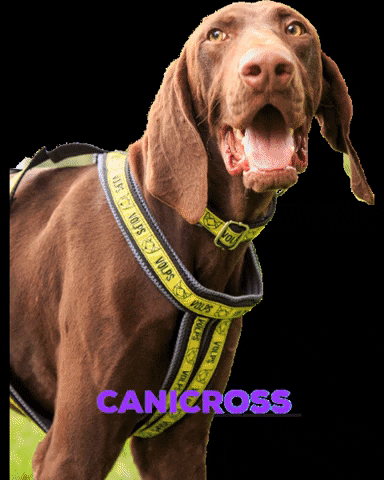 Running Dog Head GIFs - Get the best GIF on GIPHY