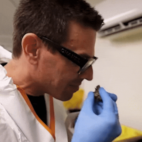 Strain Kings GIFs on GIPHY - Be Animated