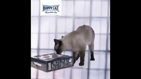 Cat Box GIF by visualbrand - Find & Share on GIPHY