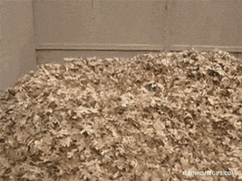 Autumn Leaves GIFs - Find & Share on GIPHY