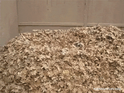 GIFs of Dogs Jumping Into a Pile of Leaves! by Reaction GIFs | GIPHY