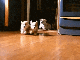 Excited Dog GIFs - Find & Share on GIPHY