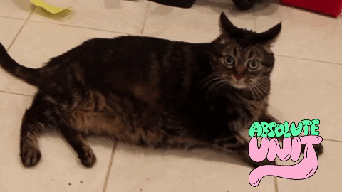 Dragon Kitties GIFs - Get the best GIF on GIPHY