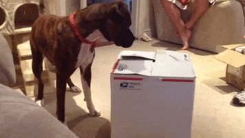 Package Usps GIF by America's Funniest Home Videos - Find & Share on GIPHY